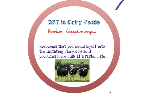 bst in dairy cattle by jessica wright on Prezi