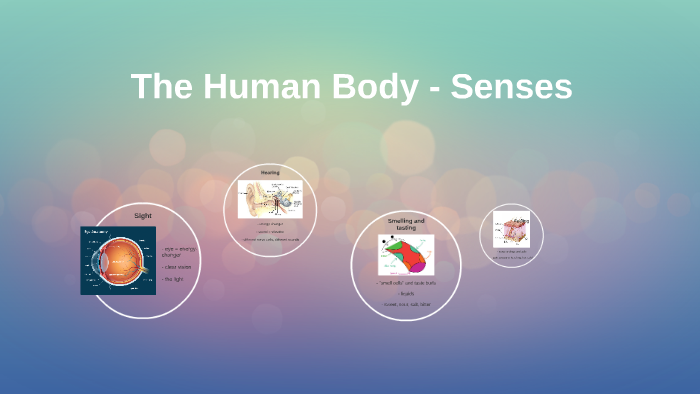 The Human Body - Senses by Lucy Sky on Prezi