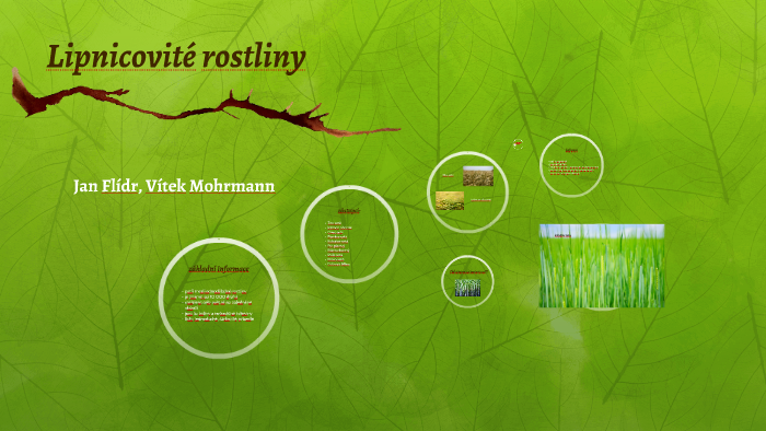 Lipnicovité rostliny by Jan Flidr on Prezi