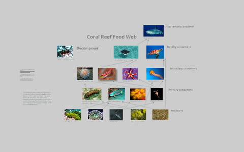 Hawaiian Food Webs by Lilli Lowrey on Prezi