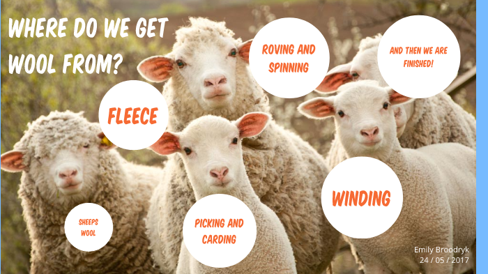 Where does wool come from? by Emily Broodryk on Prezi