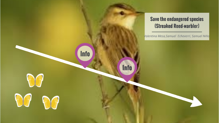 Save the endangered species (Streaked Reed-warbler) by VALENTINA MESA ...