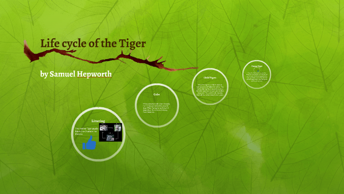 Tiger Life Cycle Chart