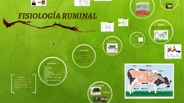 FISIOLOGÍA RUMINAL by paola nunez on Prezi