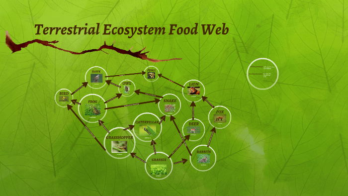 Terrestrial Ecosystem Food Web by Macy Orman on Prezi