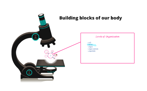 Building blocks of our body by Edit R. Kiss on Prezi