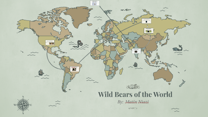 Wild Bears of the World by 99698750 99698750 on Prezi