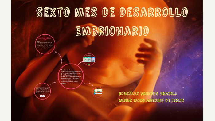 Sexto mes de desarrollo embrionario by Antonio Muñiz Mozo on Prezi
