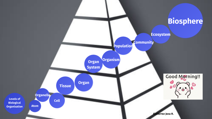 Levels of Biological Organization by Jheza Gutierrez on Prezi
