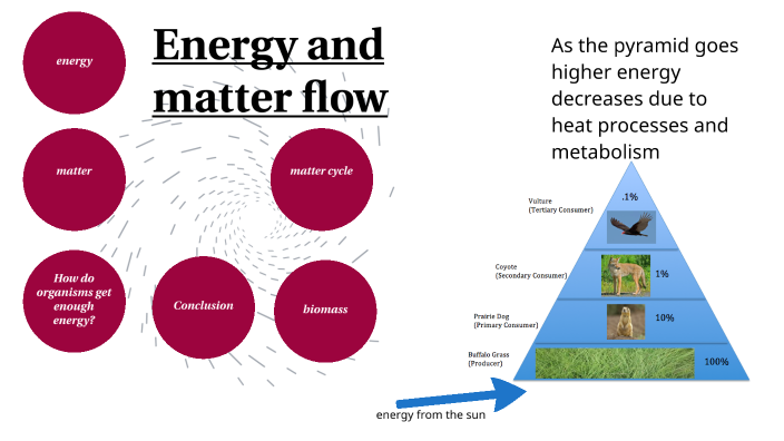 Energy and matter flow by valeria oseguera on Prezi
