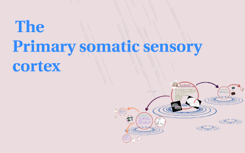 Primary somatic sensory cortex by Lewis Truong on Prezi