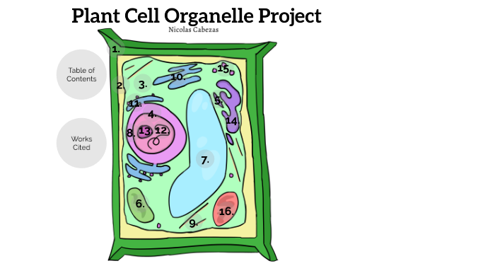 Biology Cell Organelle Project by Nicolas Cabezas on Prezi