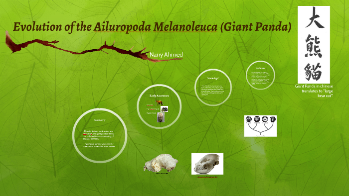 Evolution of the Ailuropoda Melanoleuca (Giant Panda) by Ash Ahmed
