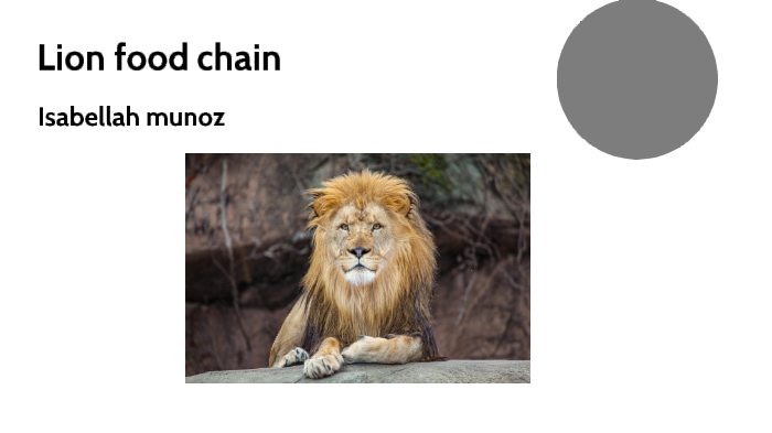 lion food chain by Isabellah Munoz on Prezi