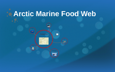 Arctic Marine Food Web by isaiah gonzales on Prezi