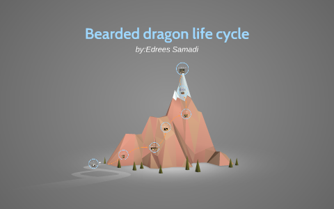Bearded dragon life cycle by edrees samadi on Prezi