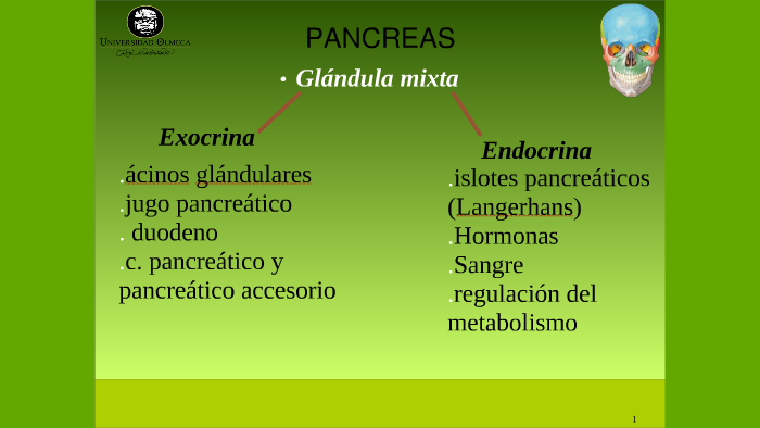 Glándula mixta: Endocrina y Exocrina by Jennifer Izquierdo on Prezi