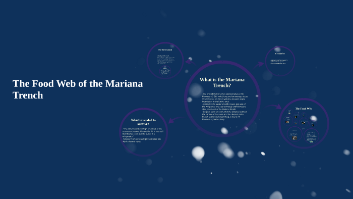 The Food Web of the Mariana Trench by Carter Tysinger on Prezi