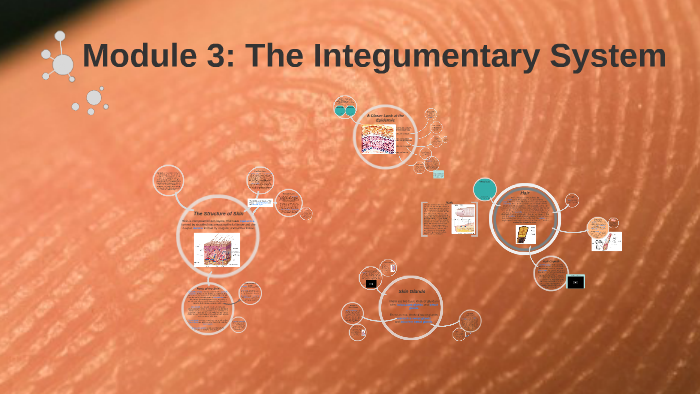 Module 3: The Integumentary System by Crystal Brantly on Prezi