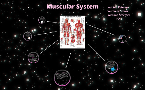 ♥ The Muscular System ♥ by Amanda Auger