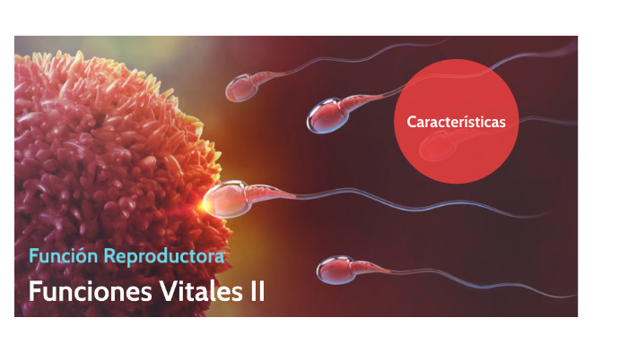 Función Reproductora by Amaia Martin Arana on Prezi
