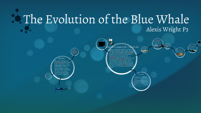 The Evolution of the Blue Whale by Alex Grate on Prezi