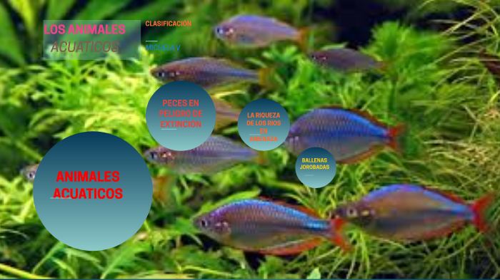 LOS PECES by melany merchan on Prezi