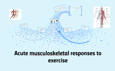 Acute musculoskeletal responses to exercise by on Prezi