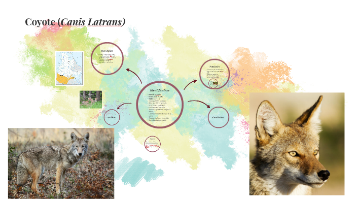 Coyote (Canis Latrans) by on Prezi