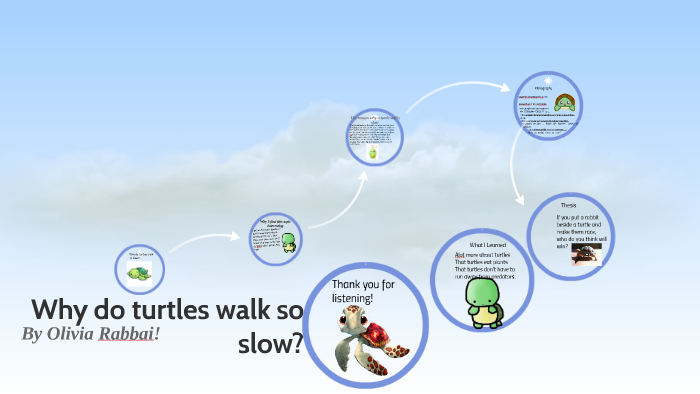 Why do turtles walk so slow? by Olivia Rabbai on Prezi