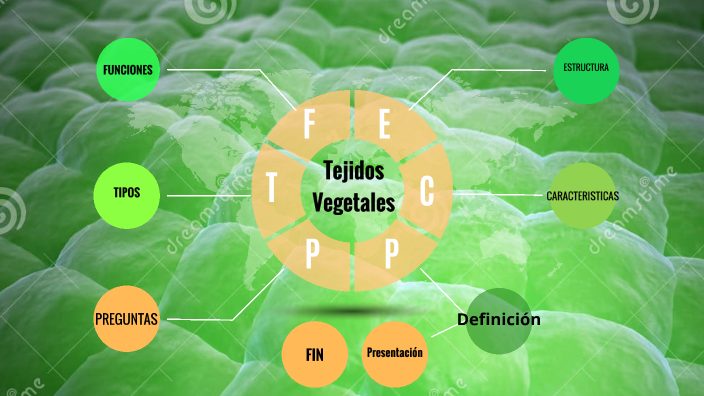 Biologia. Tejidos vegetales by Andrea Gualán on Prezi