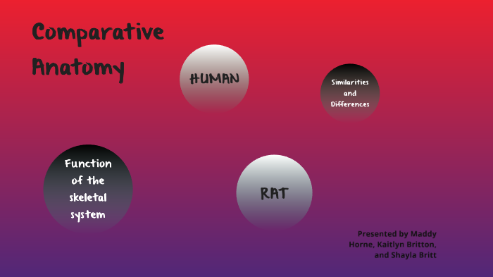 Comparative Anatomy (Human VS. Rat) by kaitlyn britton on Prezi