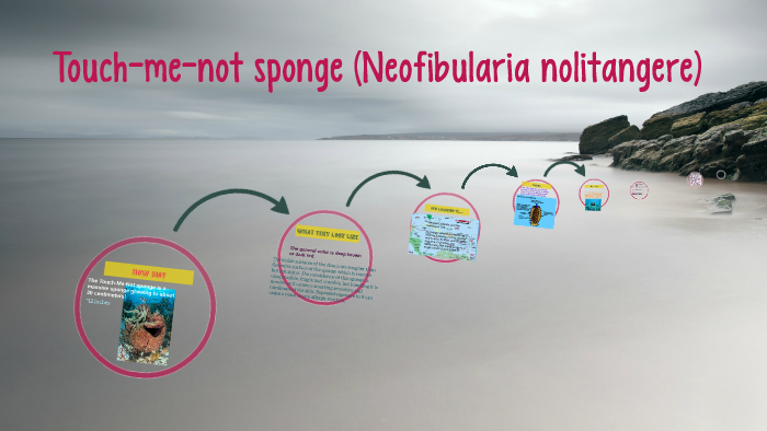 Touch-me-not sponge (Neofibularia nolitangere by trinity rothmann on Prezi
