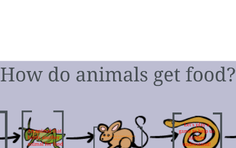 How do animals get food? by Amber Campbell on Prezi