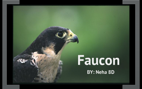 Faucon / Falcon by neha babar on Prezi