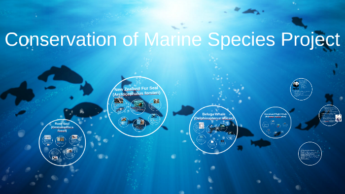 Conservation of Marine Species Project by on Prezi