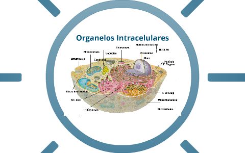 Organelos Intracelulares by Rodolfo Hernandez on Prezi
