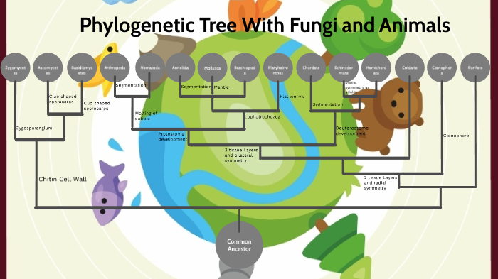 Phylogenetic Tree with Fungi and Animals by Raj Patel on Prezi