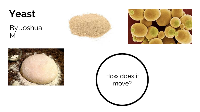 Living vs. non-living things: Yeast by Joshua Mostajo on Prezi