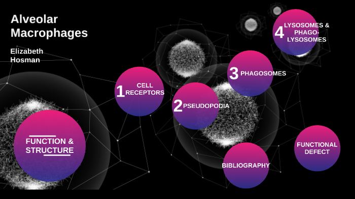 'Working Together' Project- Alveolar Macrophages by Elizabeth Hosman on ...
