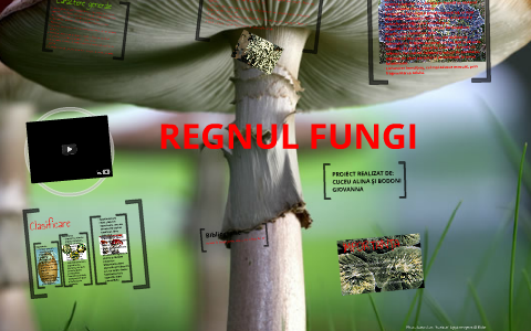 REGNUL FUNGI (CIUPERCI) by Alina Cuceu on Prezi