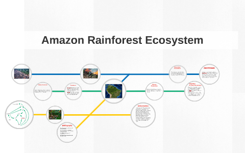 Amazon Rainforest Ecosystem by Carrington Ritter on Prezi