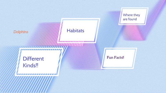 Dolphins by Jaden Swanson on Prezi