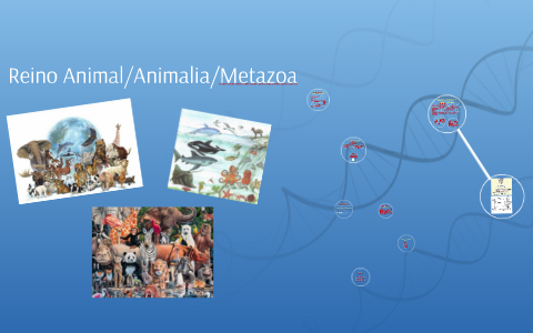 Reino Animal/Animalia/Metazoa by Rafaela Marcilio on Prezi