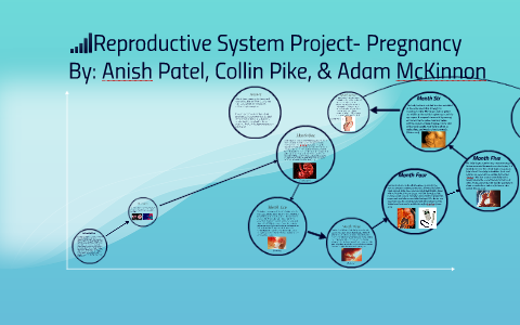 Reproductive System Project- Pregenacy by on Prezi