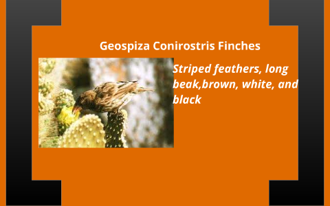 Geospiza Conirostris Finches by Megan Wheelock on Prezi