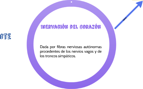 Inervación del Corazón by Astrid Burgos on Prezi