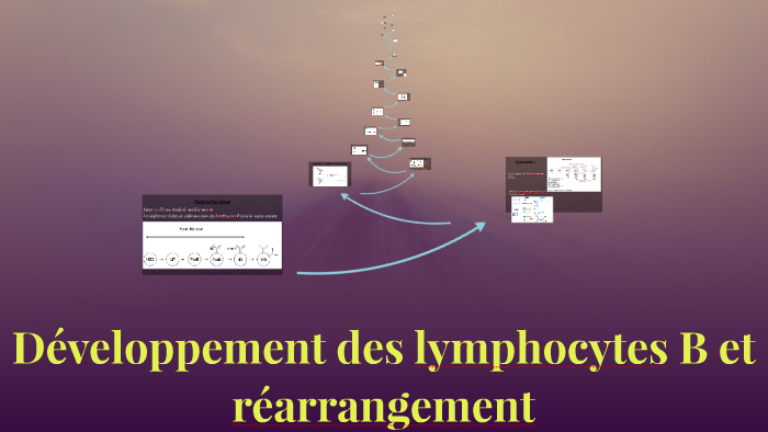La différenciation des lymphocytes B by Gaëlle Romain on Prezi