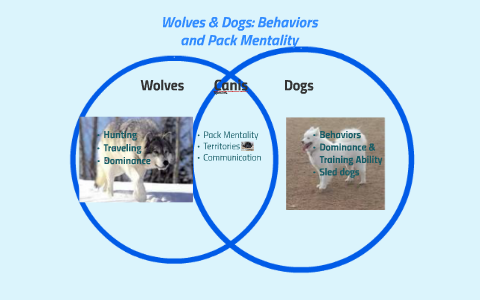 Wolves & Dogs: Behaviors and Pack Mentality by Sarah Shuttleworth on Prezi