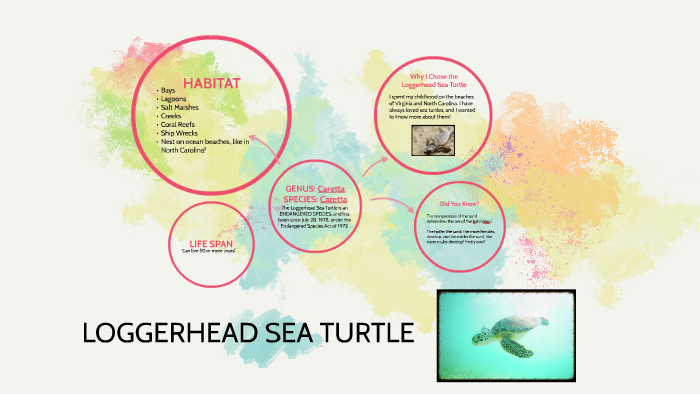 LOGGERHEAD SEA TURTLE by Julia Novitsky on Prezi